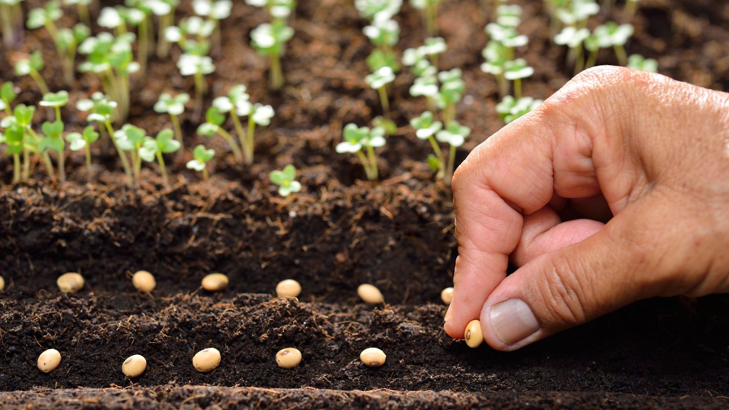 Ou acheter des semences paysannes bio : 10 cooperatives agricoles qui ...